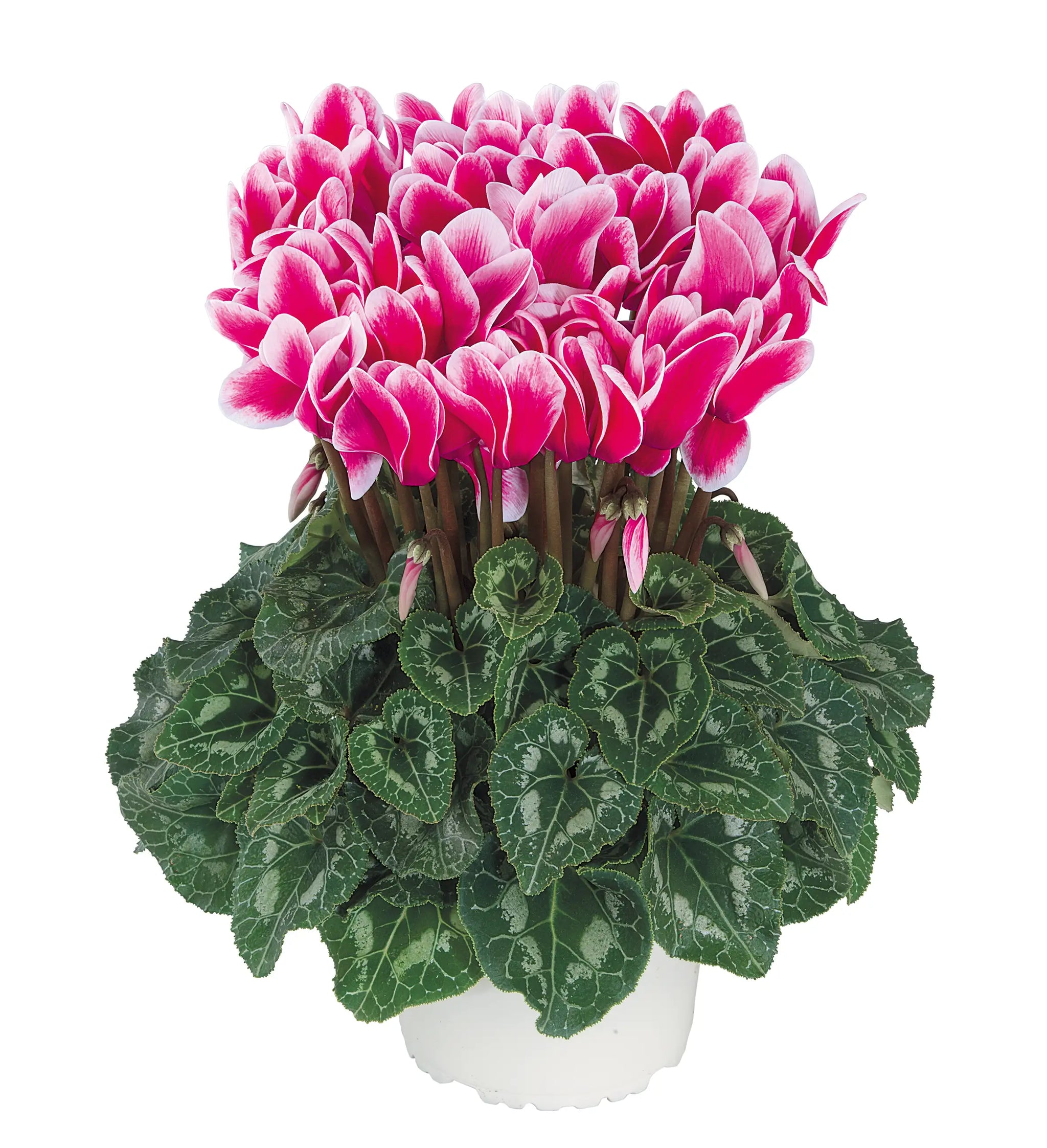 HALIOS® FANTASIA® Deep rose