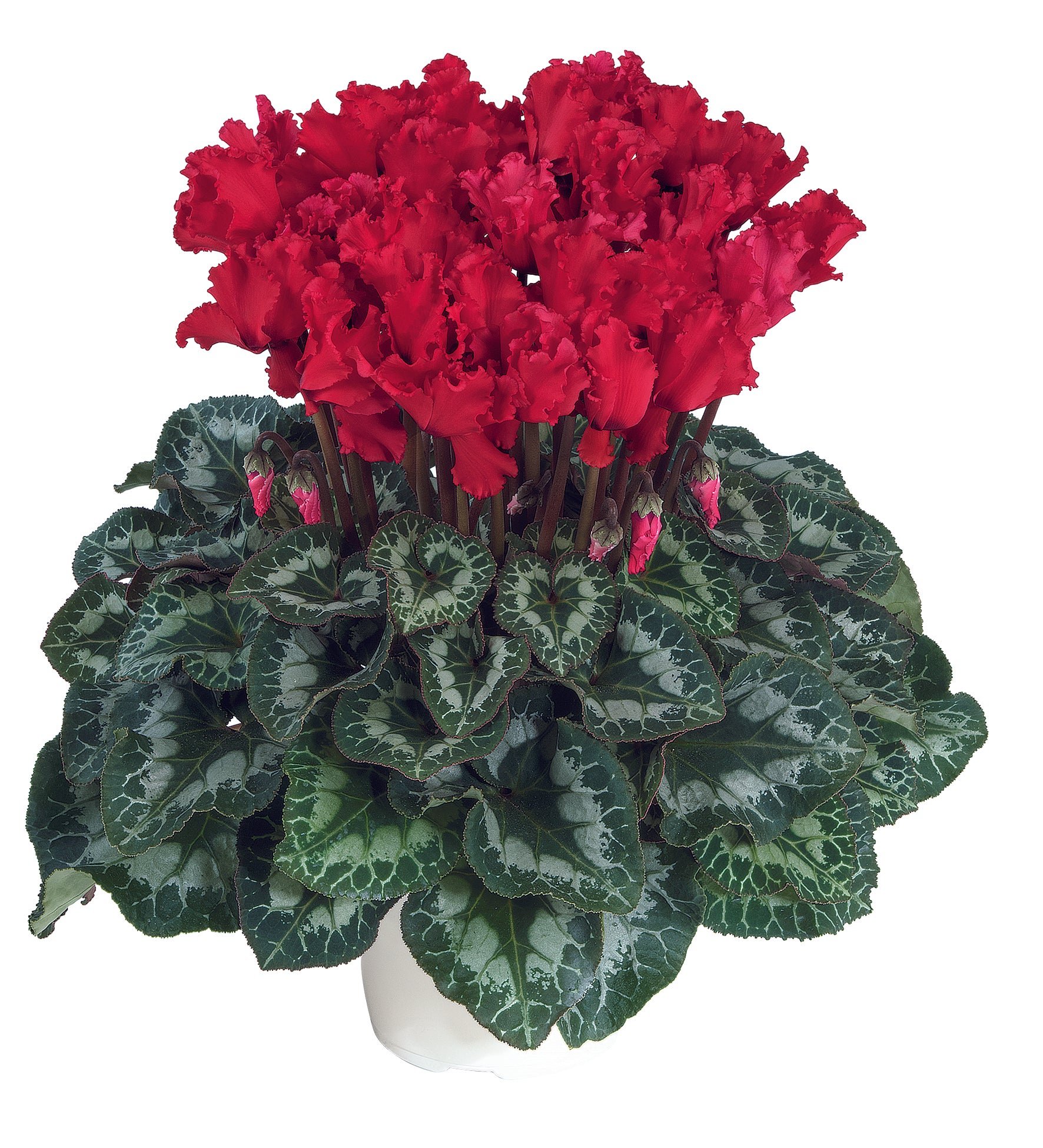 HALIOS® Curly® Bright scarlet