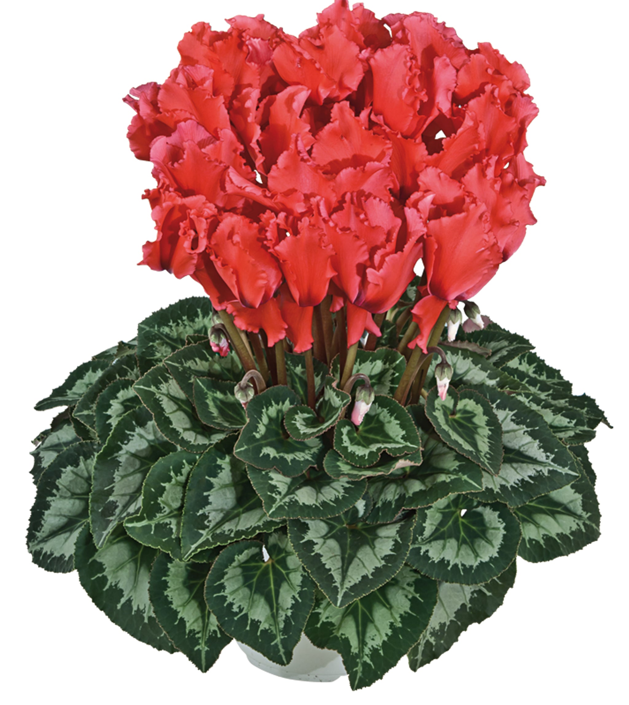 HALIOS® Curly® Scarlet salmon