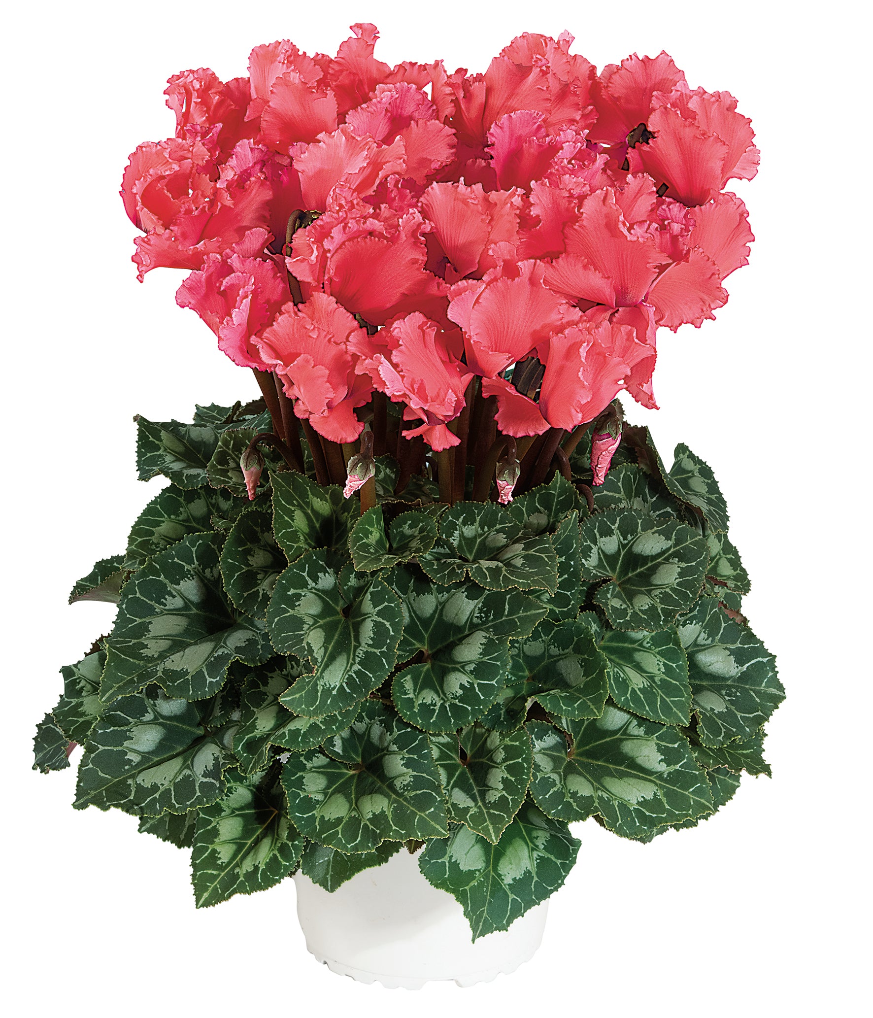 HALIOS® Curly® Salmon