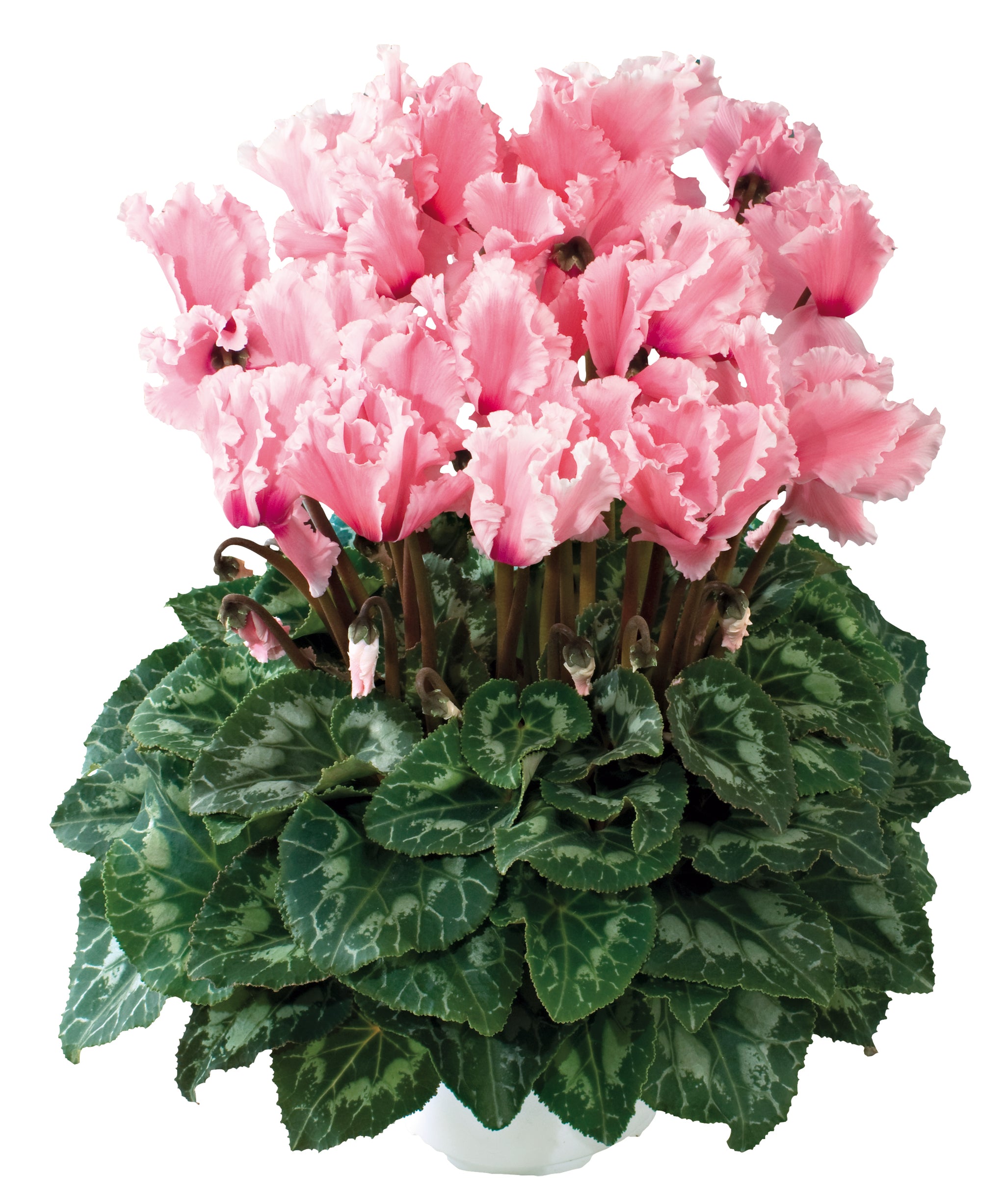 HALIOS® Curly® Salmon rose & Flamed