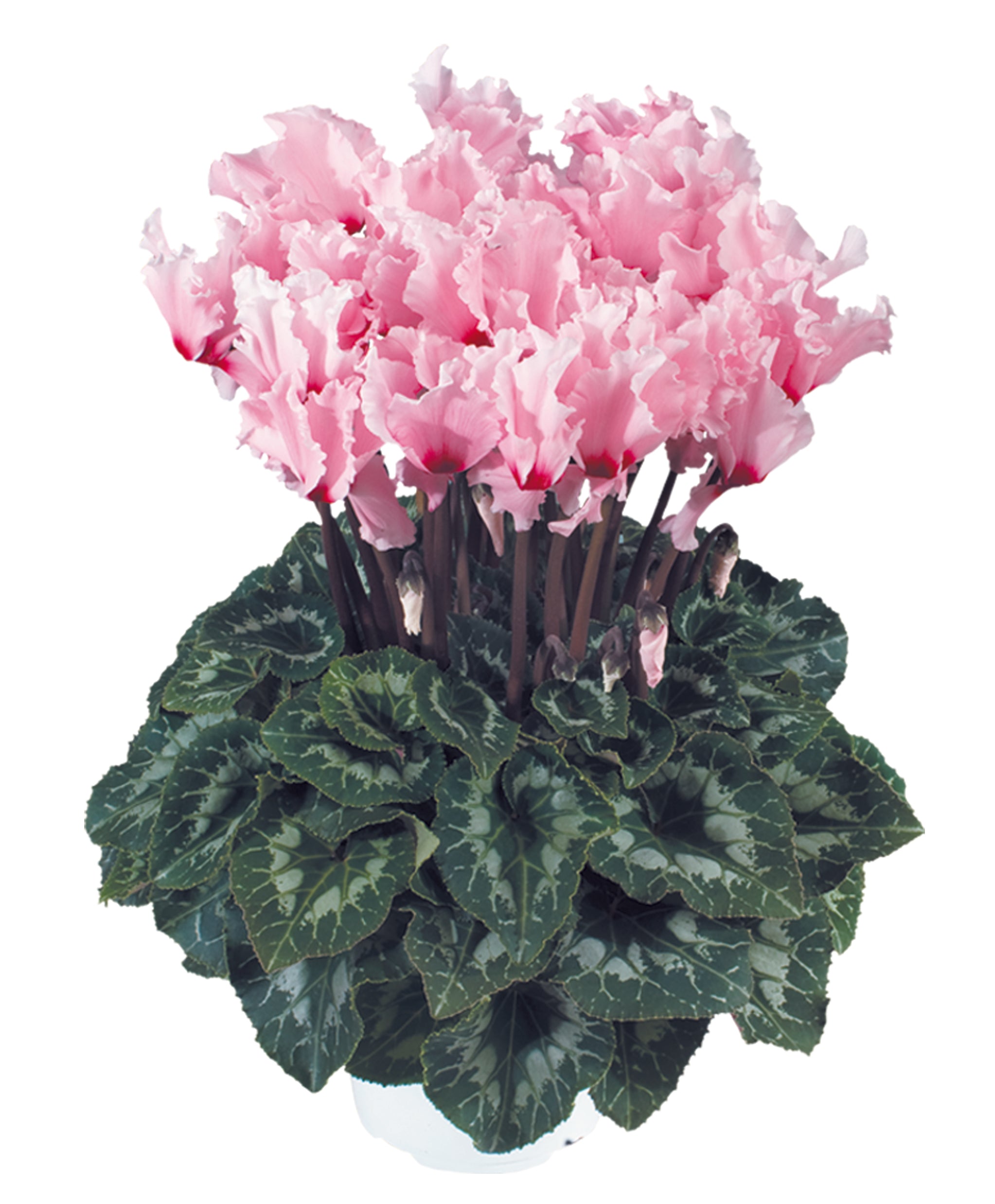 HALIOS® Curly® Light pink with red eye