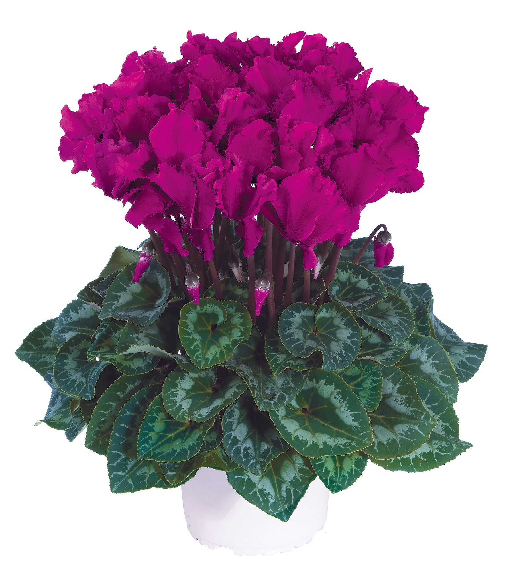 HALIOS® Curly® Bright purple