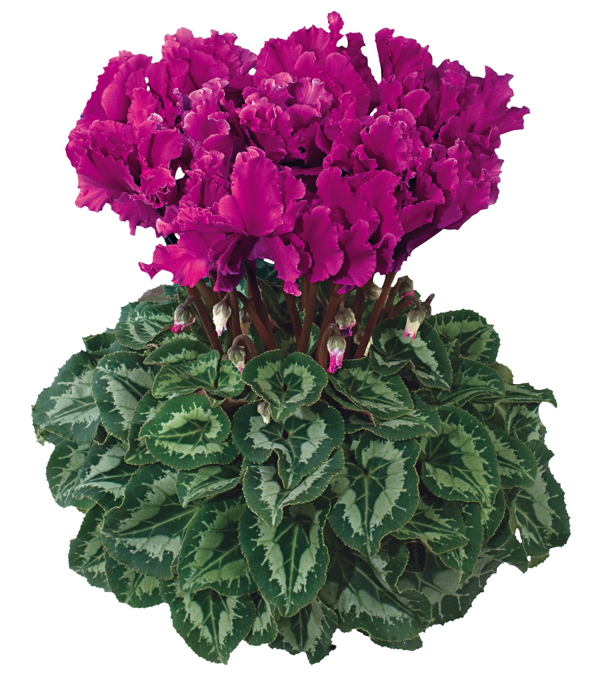 HALIOS® Curly® Purple