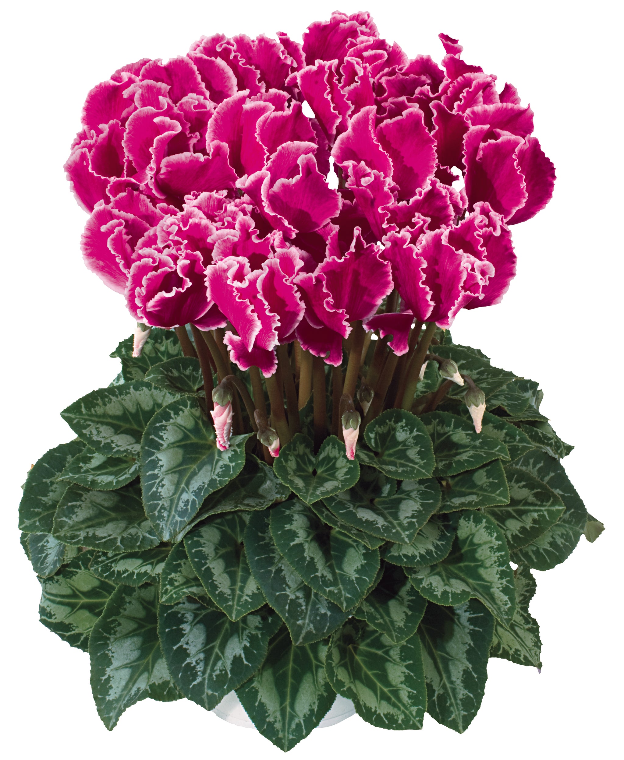 HALIOS® Curly® Magenta with edge