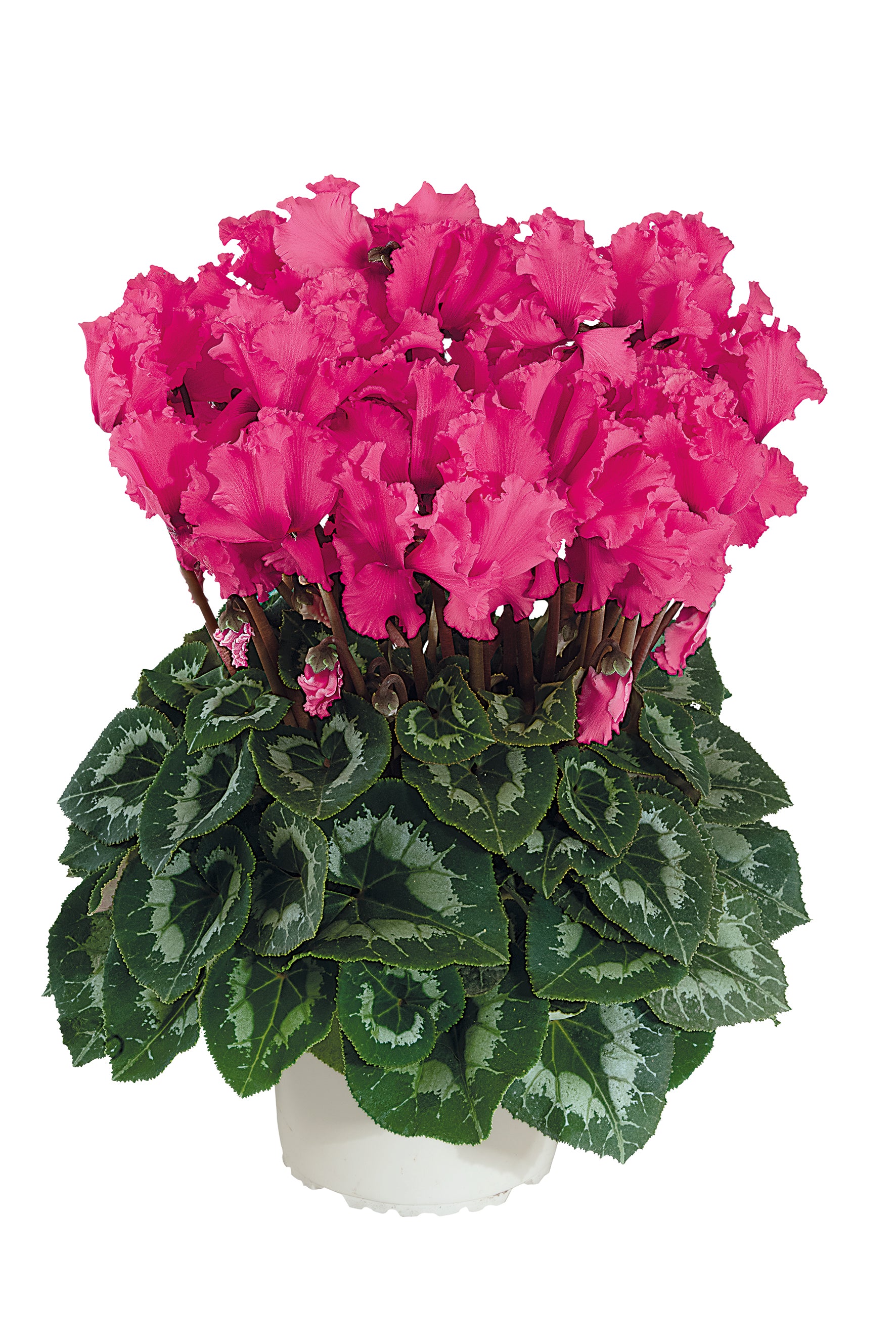 HALIOS® Curly® Indian rose