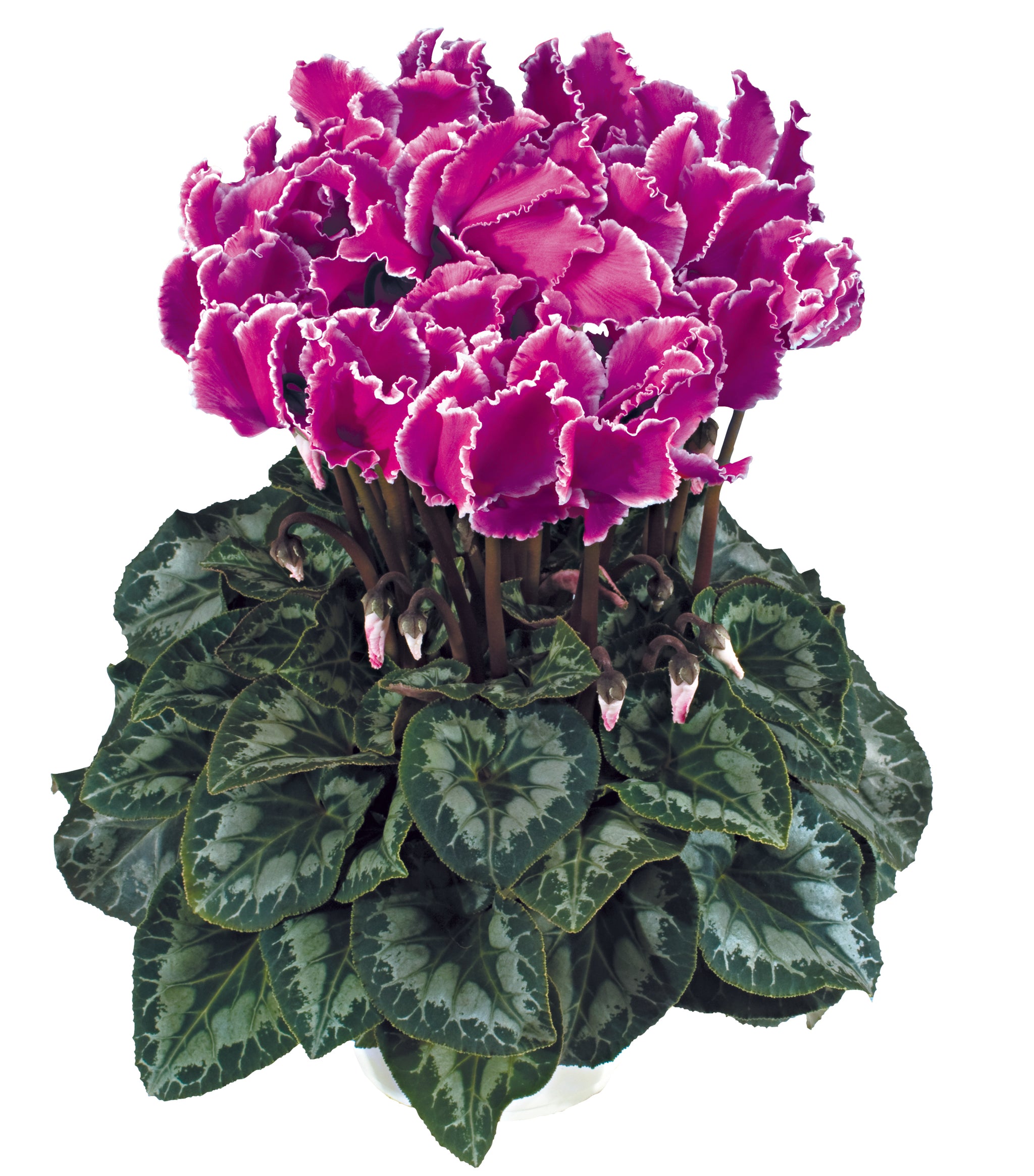 HALIOS® Curly® Purple with edge