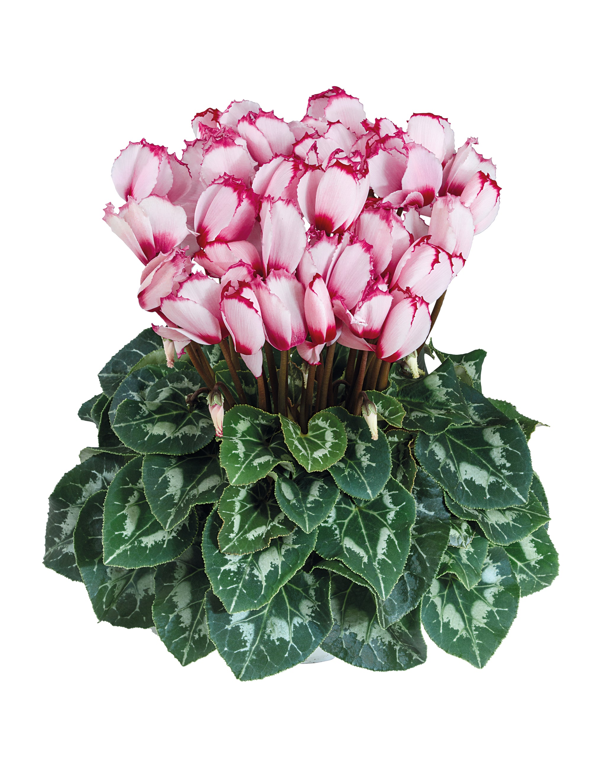 HALIOS® VICTORIA 50 Rose with eye