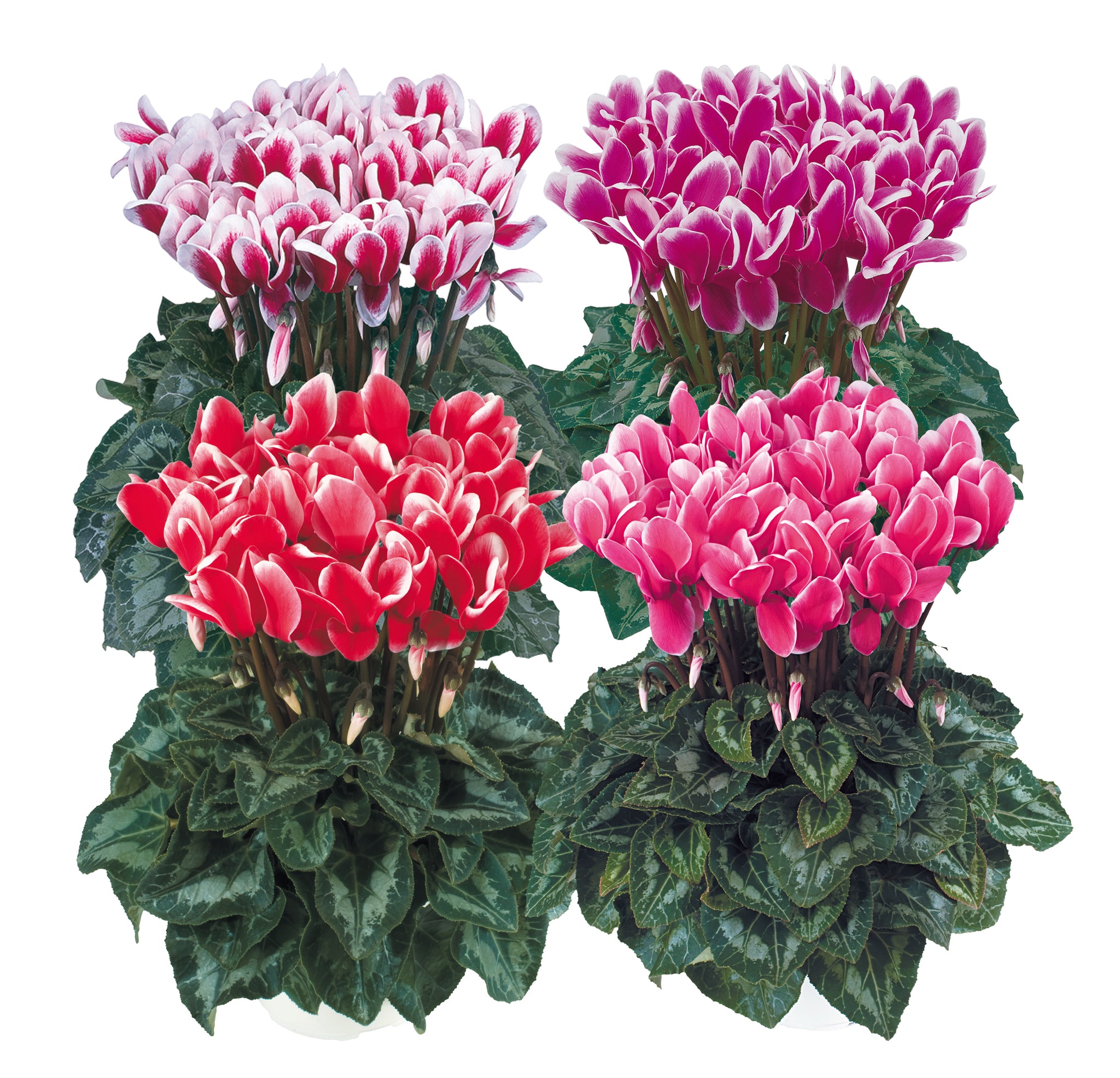 HALIOS® FANTASIA® mix