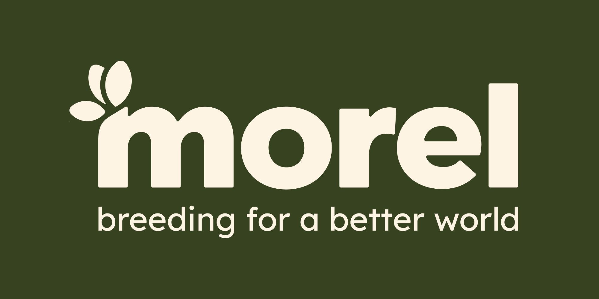 Ontdekken Morel'S frisse nieuwe identiteit!