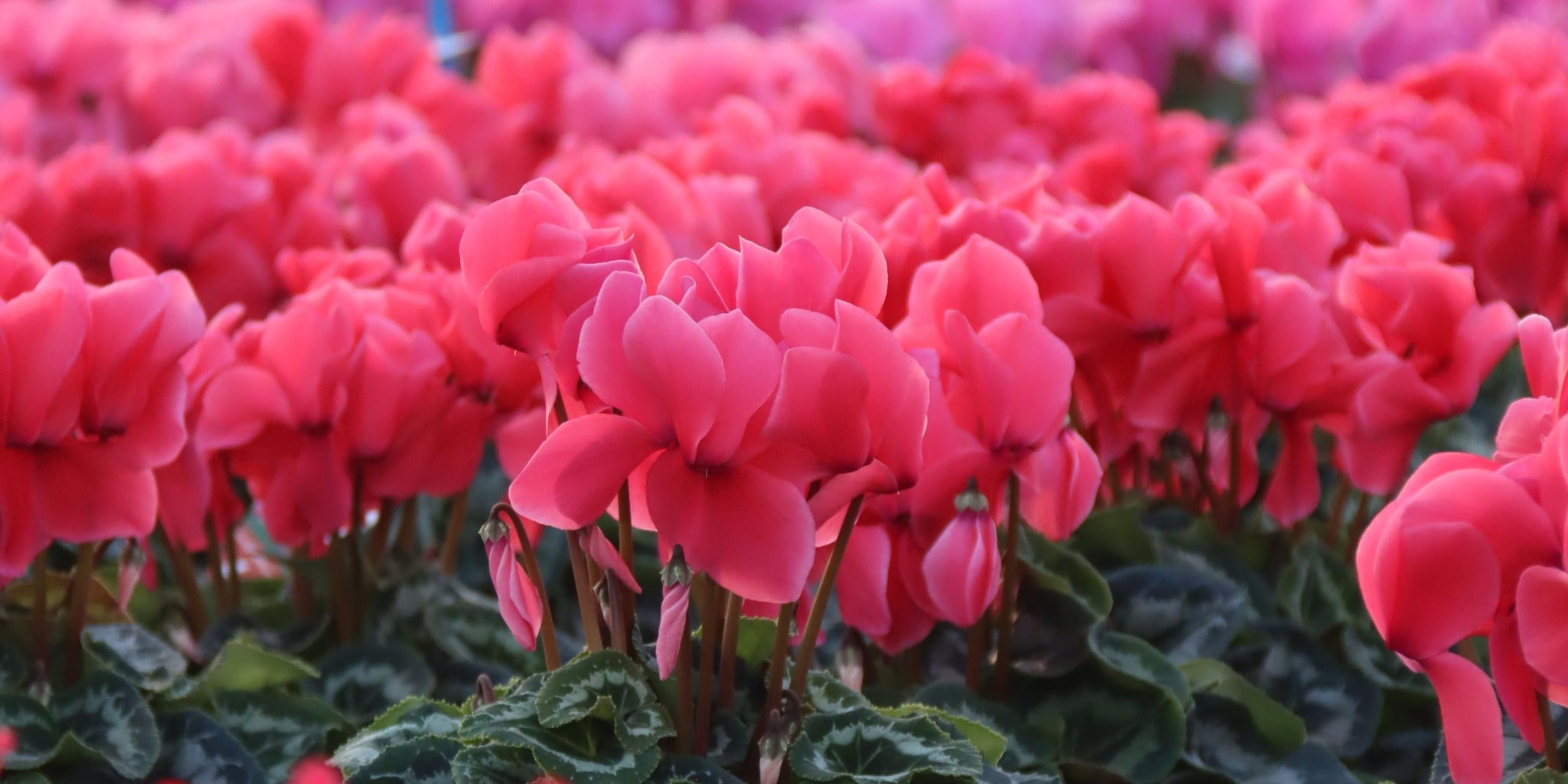 Cyclamen F1 Serie Latinia®