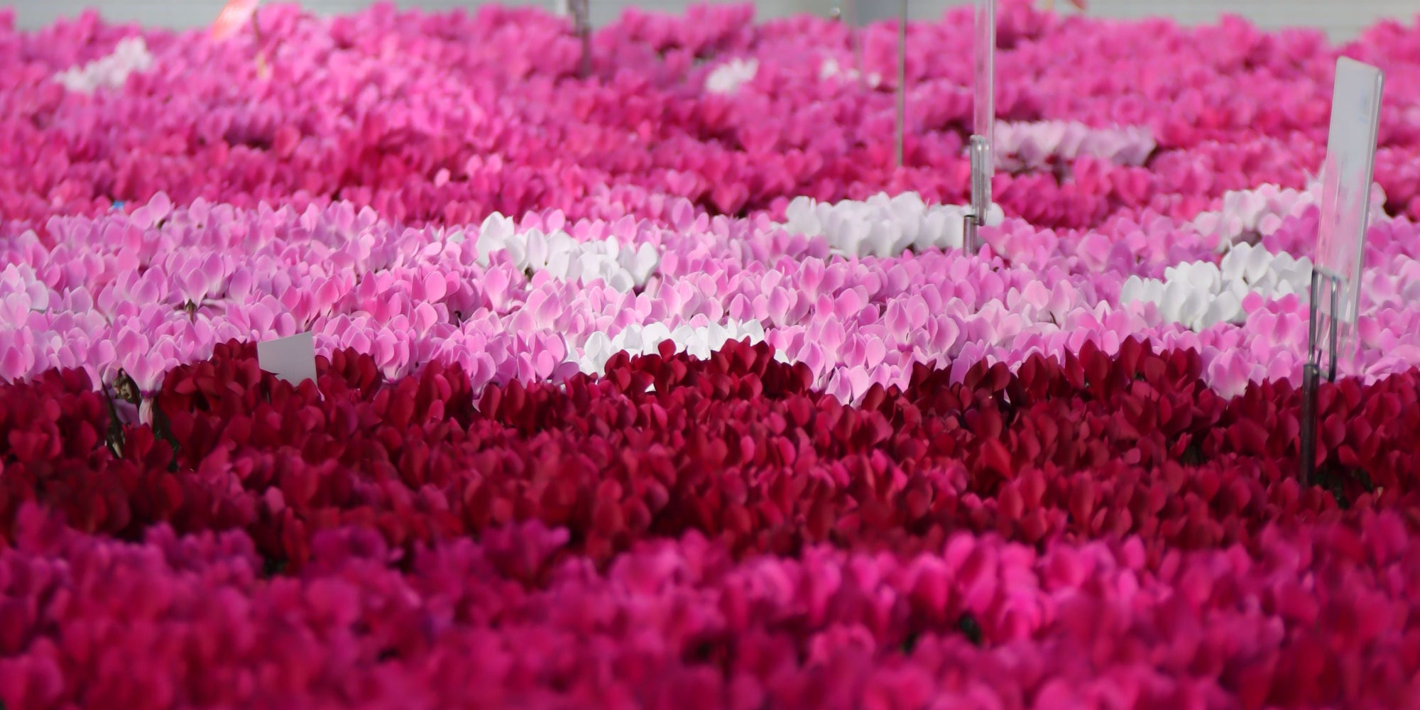 Cyclamen F1 Novelties