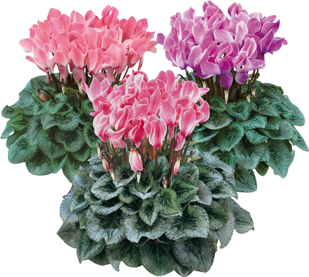 HALIOS® mix di silverleaf fiammato