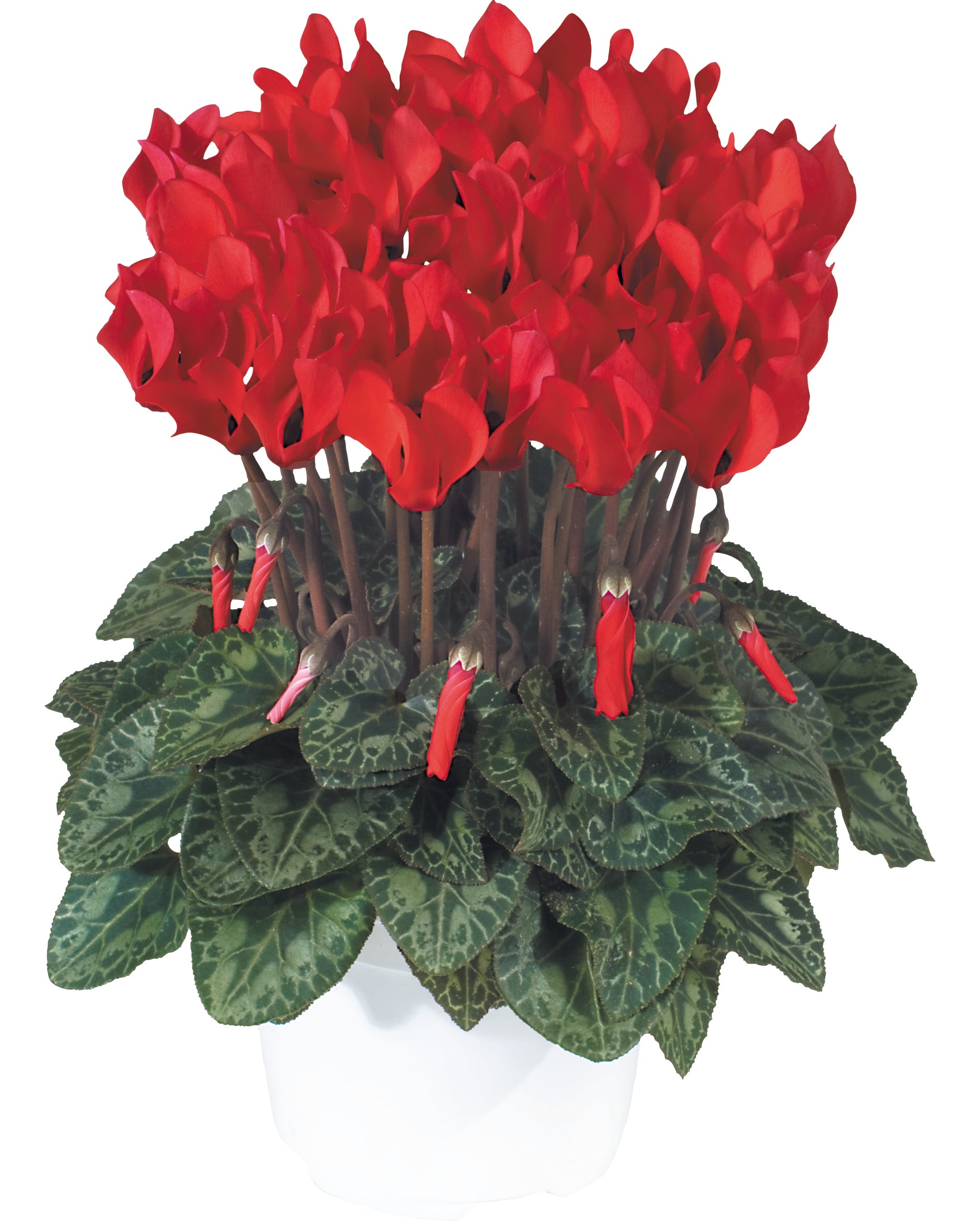 METIS® Bright red compact