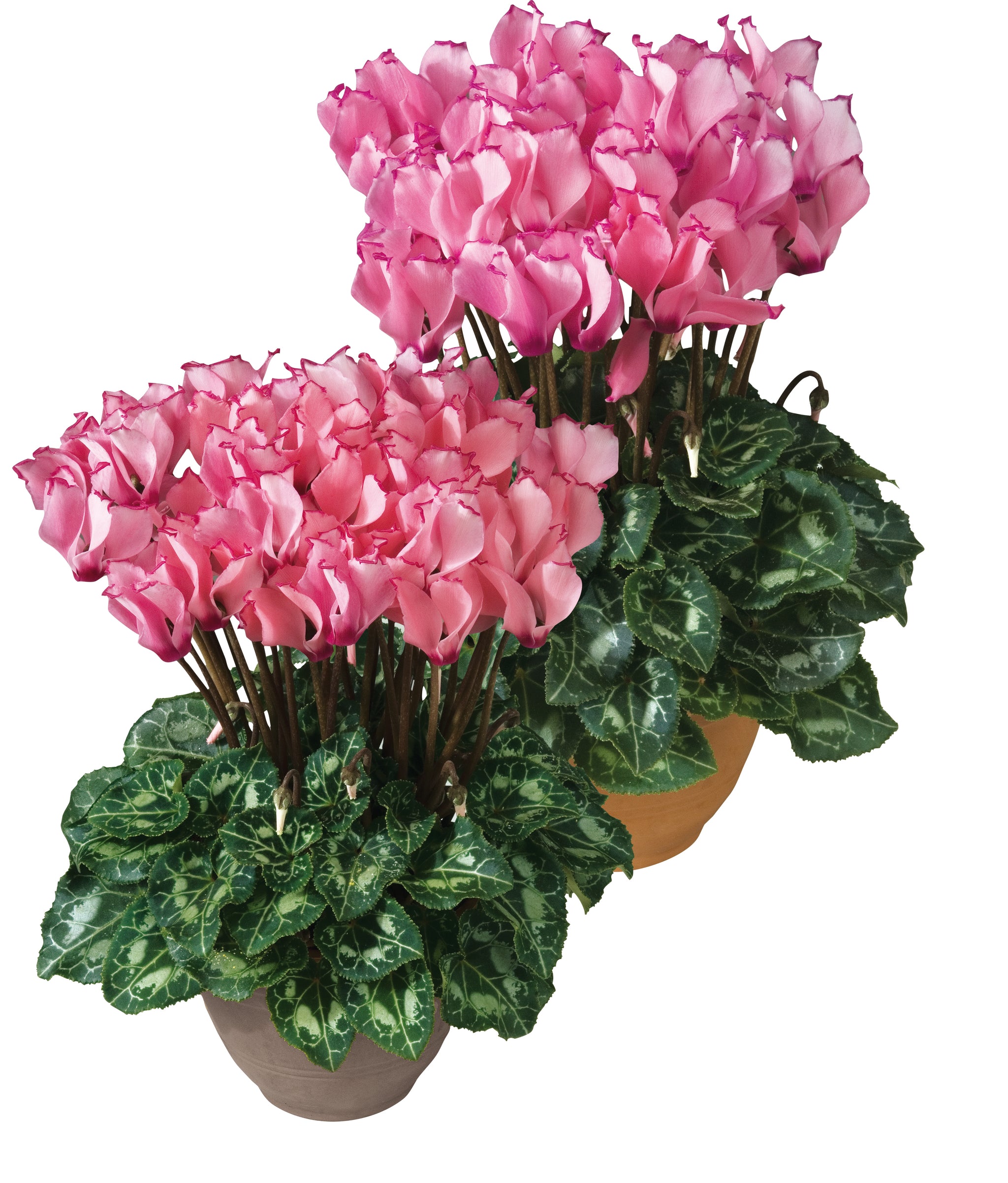 METIS® VICTORIA Salmon & Rose