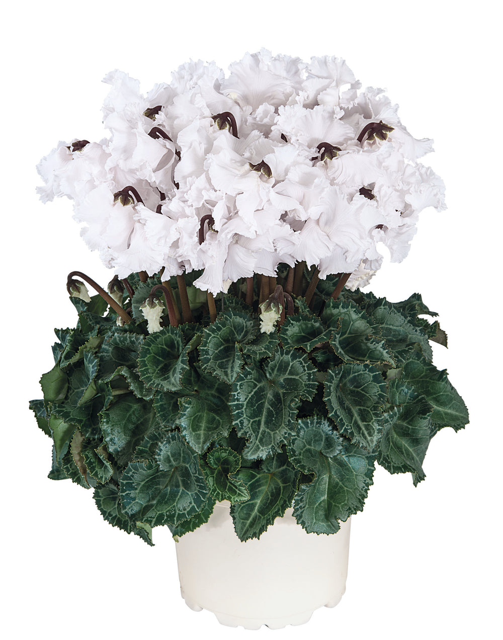 METIS® CRISPINO® White