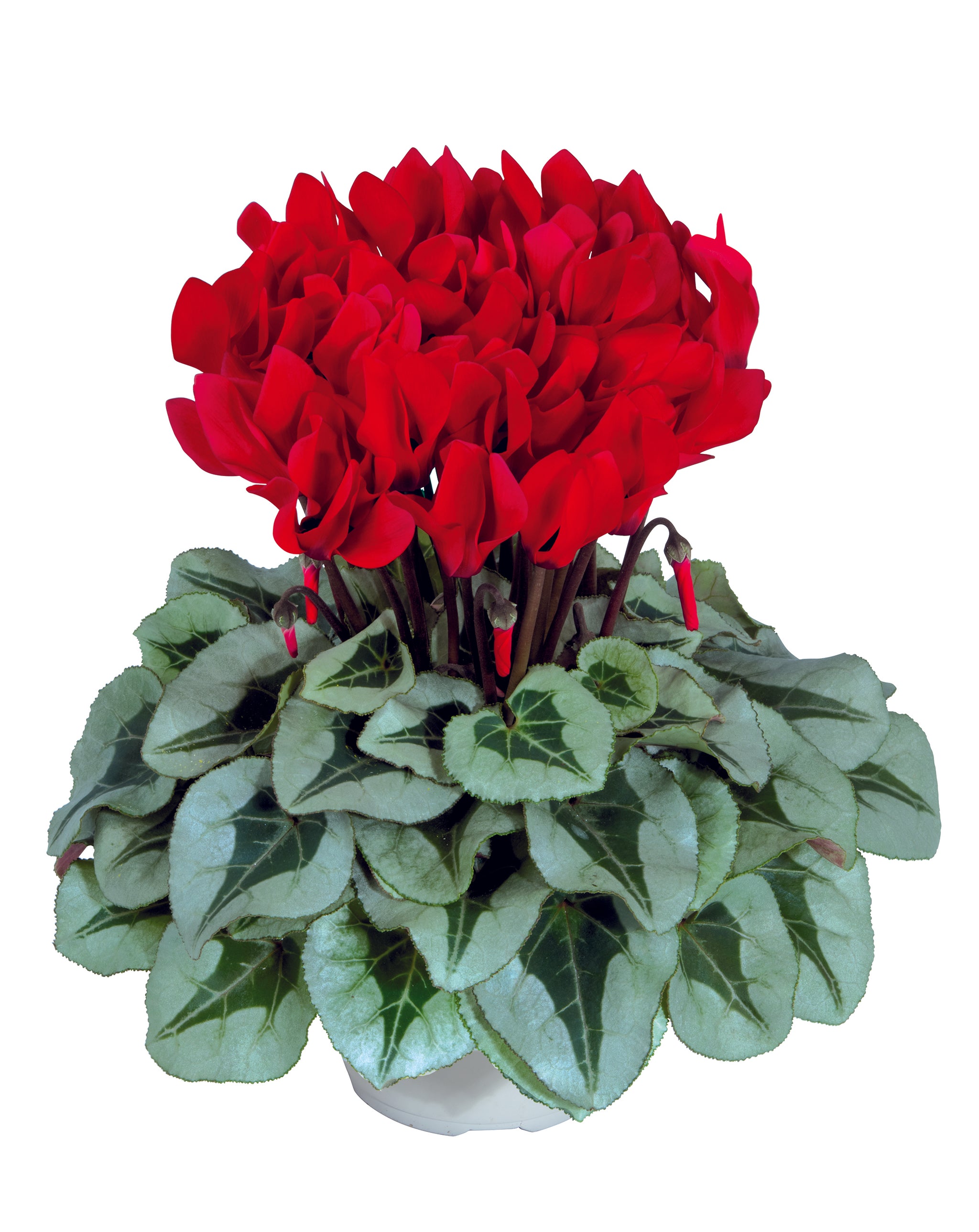 MIDI+® METALIS® Red