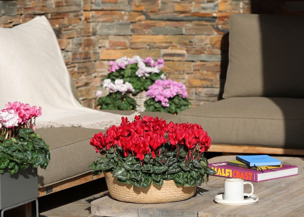 HALIOS® mix di silverleaf fiammato